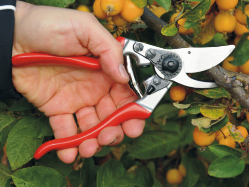 Felco pruning scissors number 9 - Hortispares